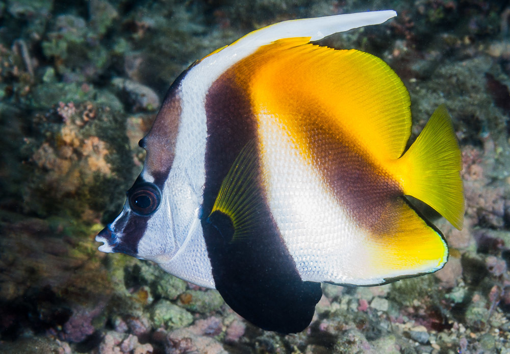 Masked Bannerfish (Reef Fish of the Hawaiian Islands) · iNaturalist