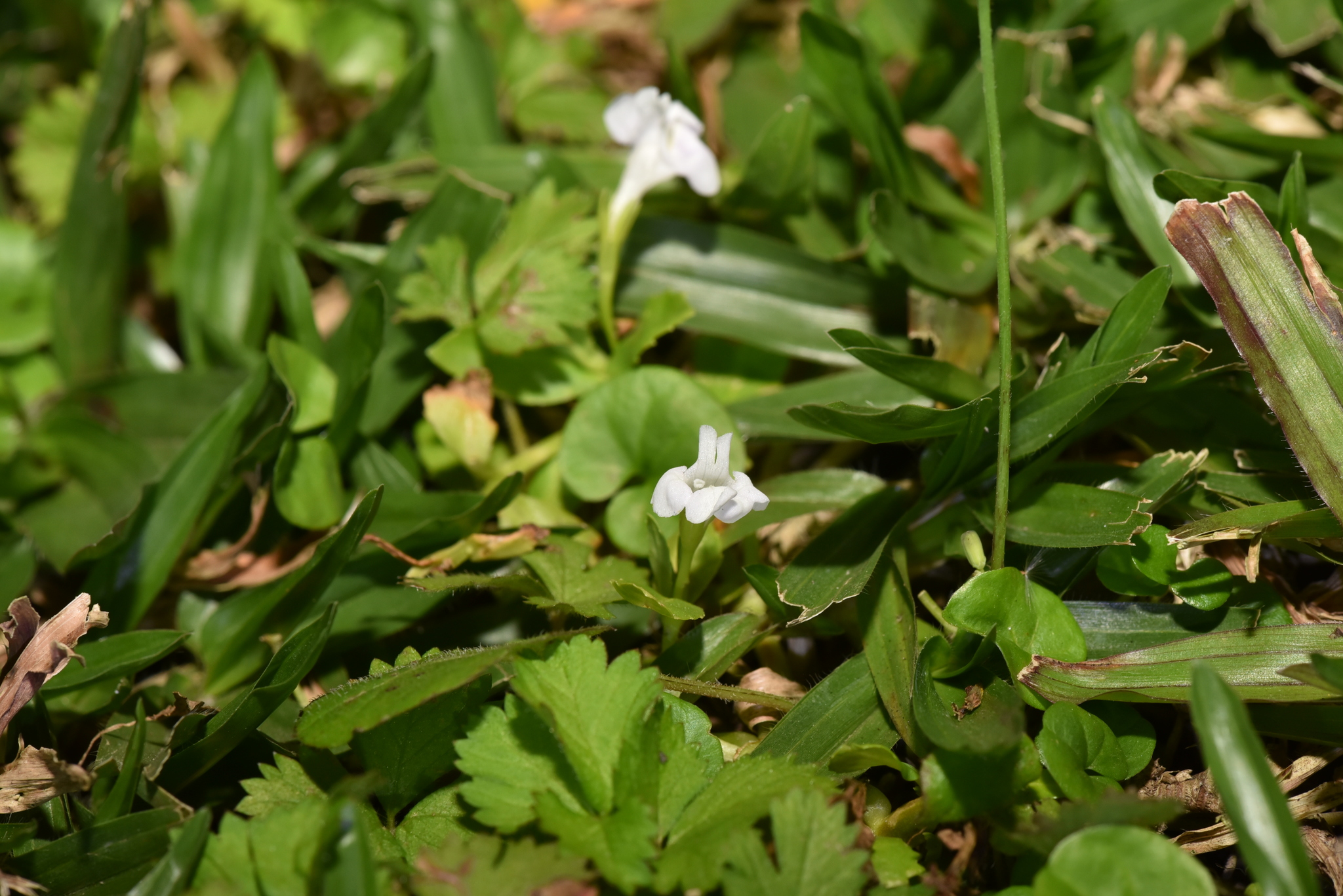 Bonnaya antipoda (L.) Druce