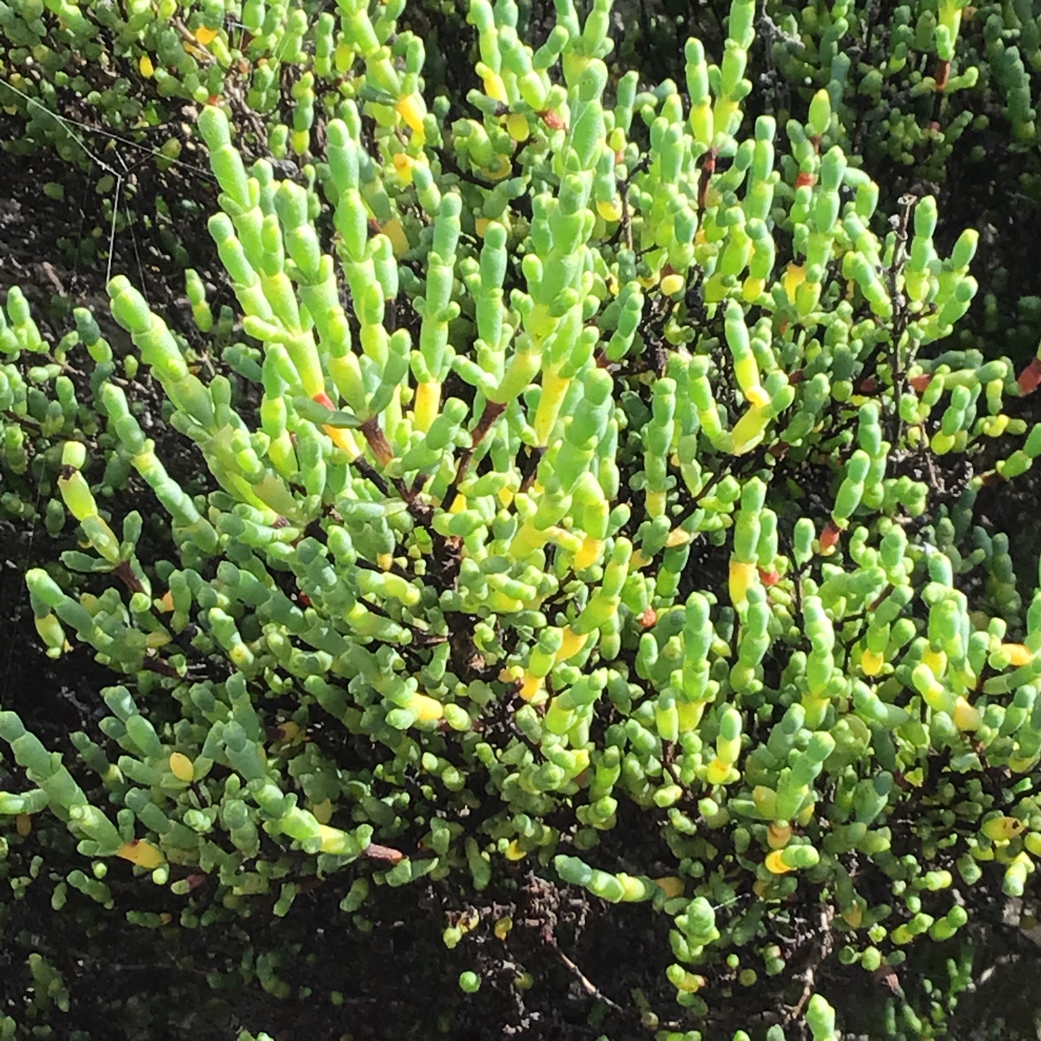 Tecticornia Hook.fil.