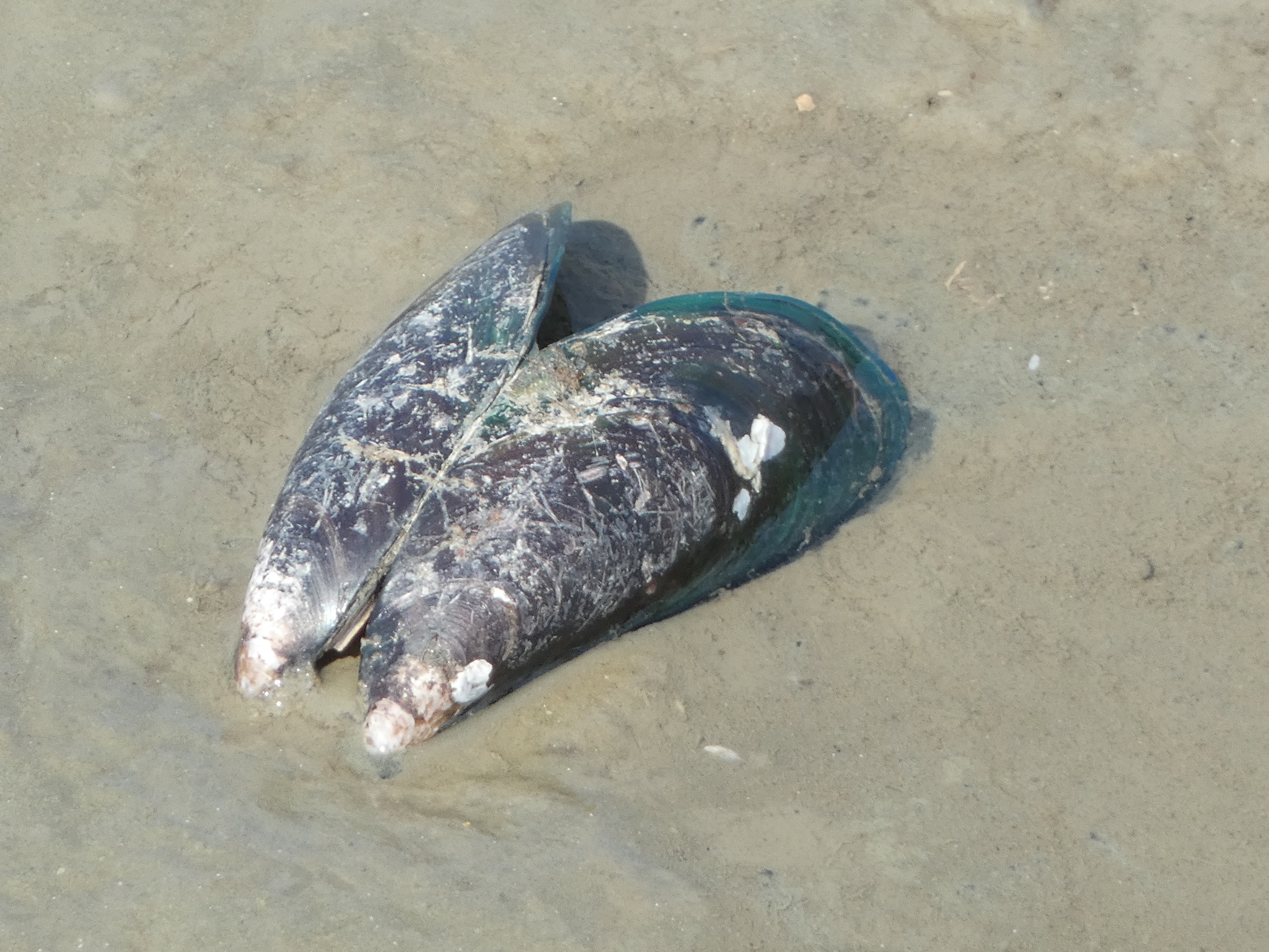 Perna viridis (Linnaeus, 1758)