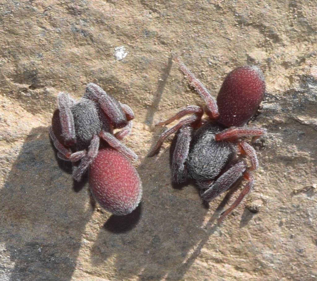 Common Palp-footed Spider from Granada, España on March 12, 2023 at 05: ...