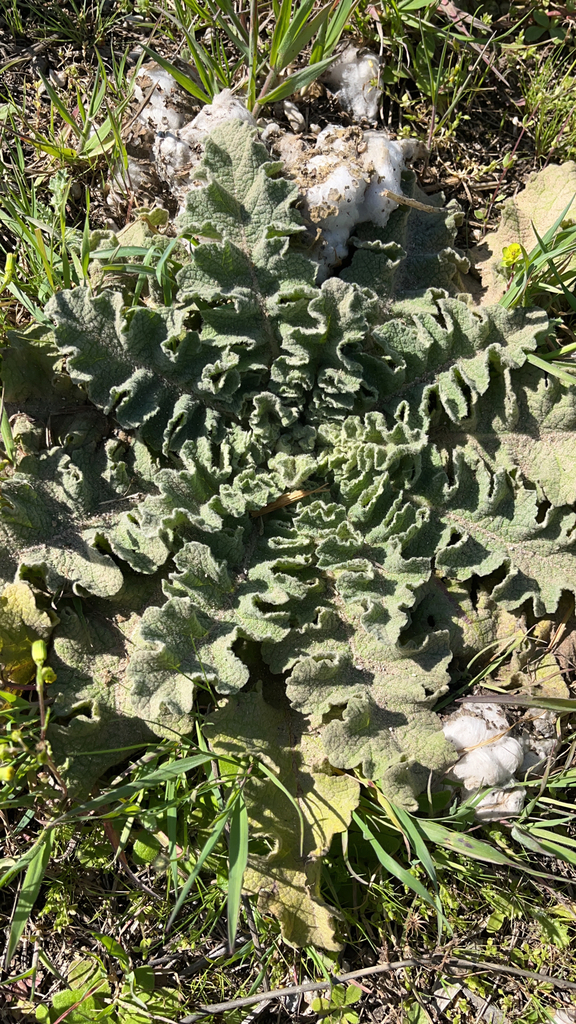 wavyleaf mullein from Orchomenos on March 14, 2023 at 10:50 AM by ...