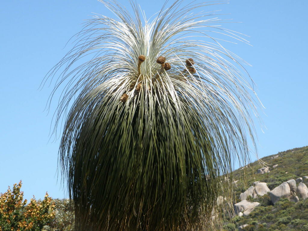 bullanock (Kingia australis) - Botanical Realm