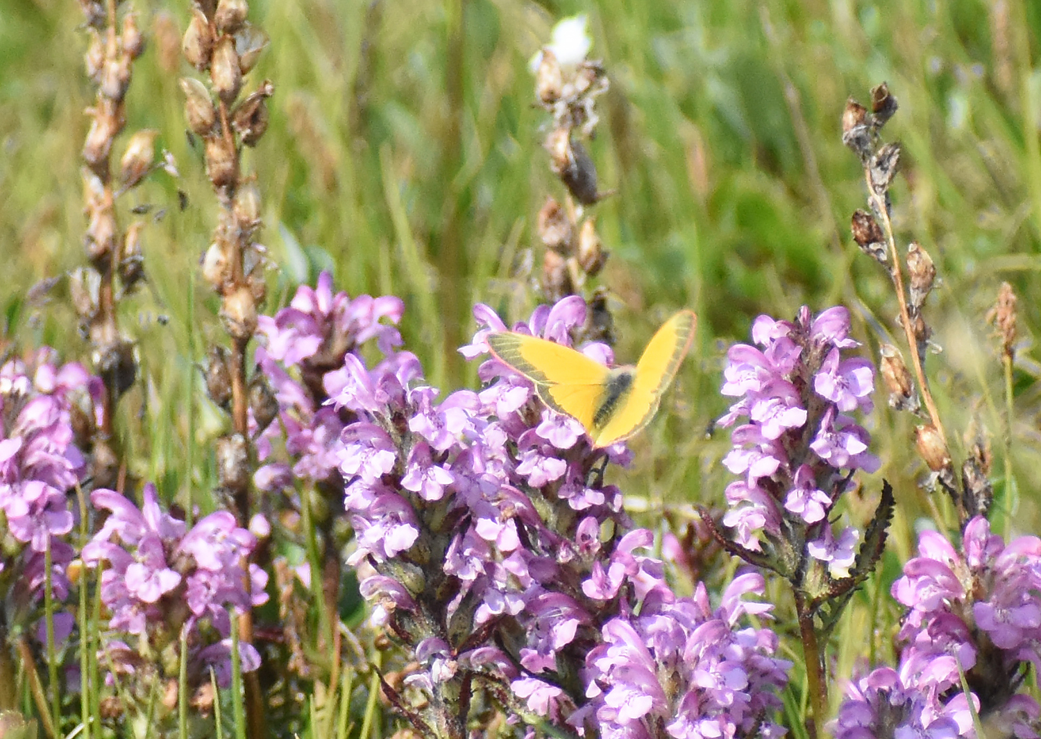 Colias hecla Lefèbvre, 1836
