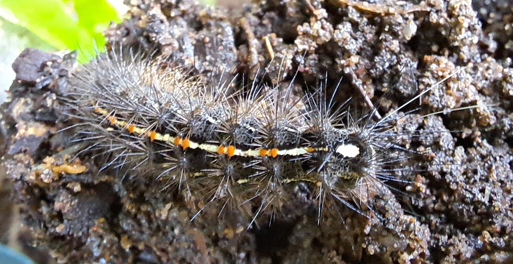 Orange Tricolour Tiger Moth from Kwadukuza Municipality, South Africa ...