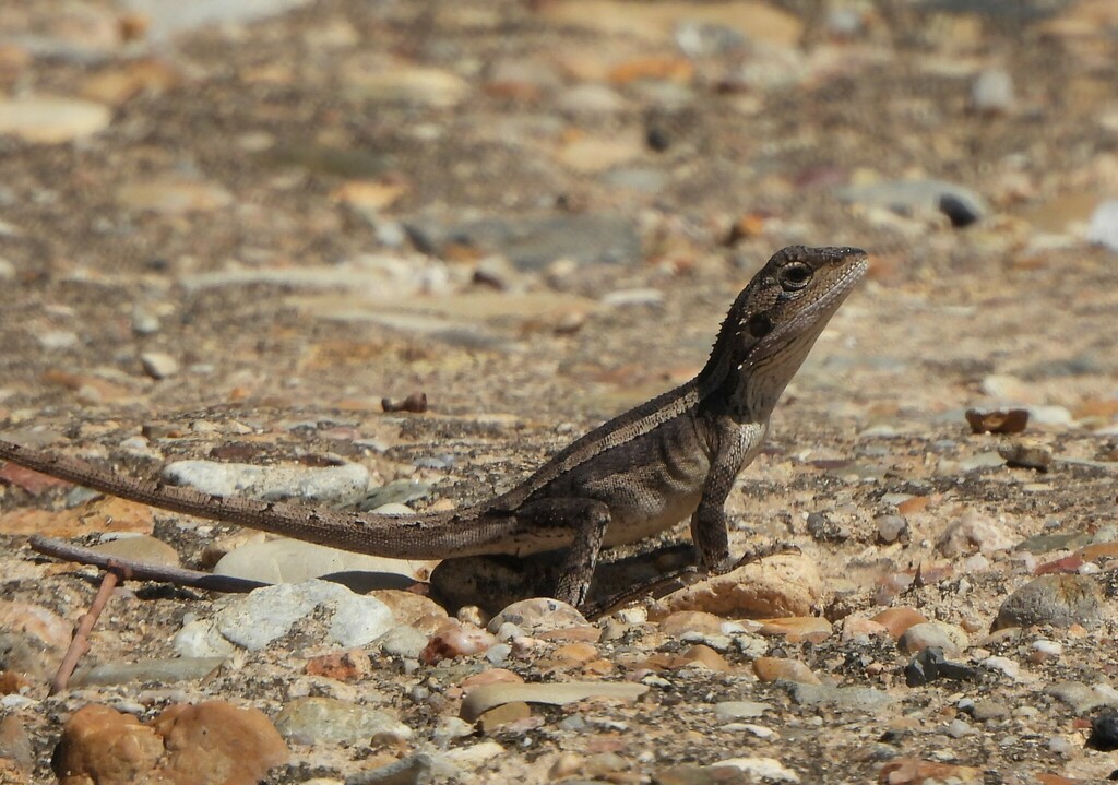 Nobbi Dragon from Calingunee QLD 4390, Australia on March 14, 2023 at ...