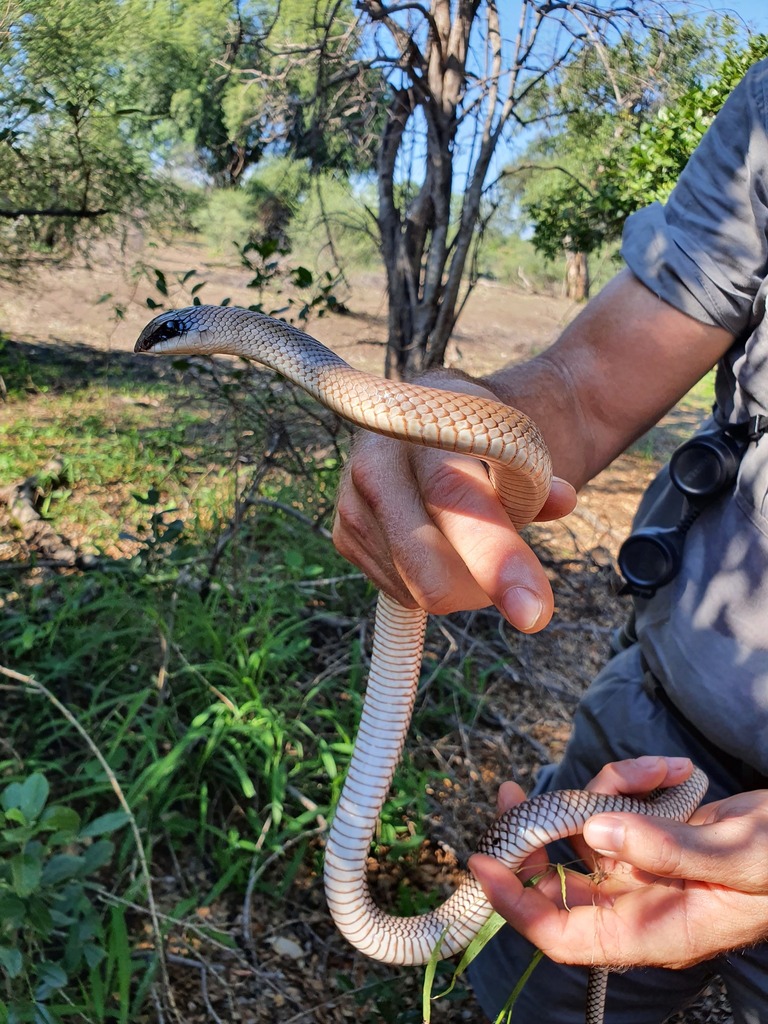 Eastern Rufous Beaked Snake from Mopani District Municipality, South ...