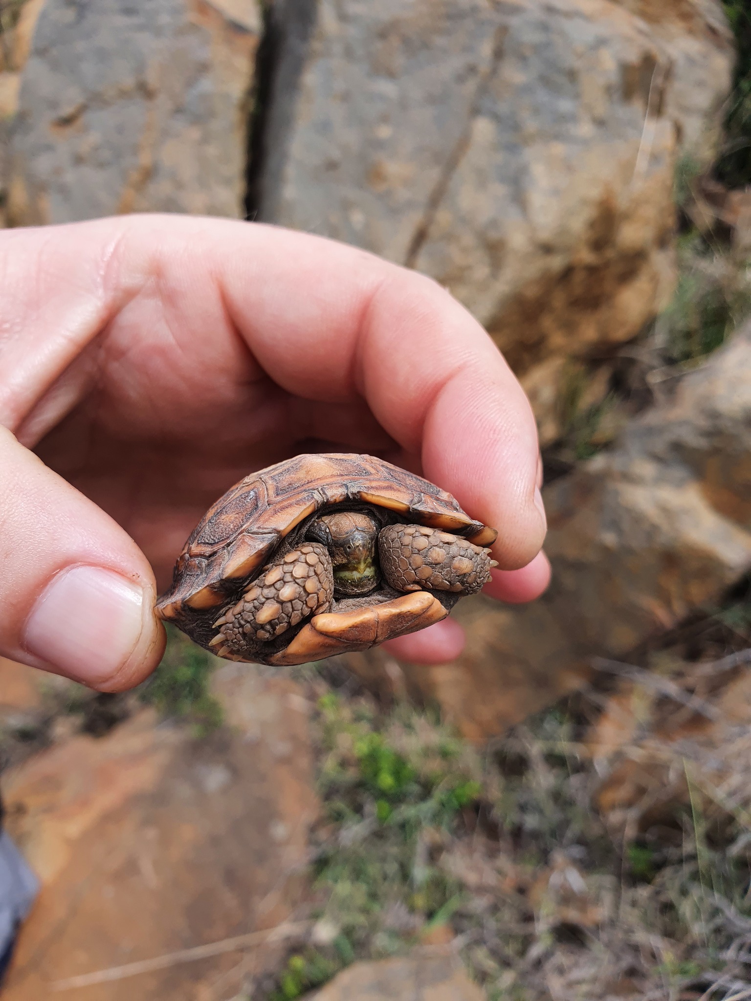 Kinixys natalensis Hewitt, 1935