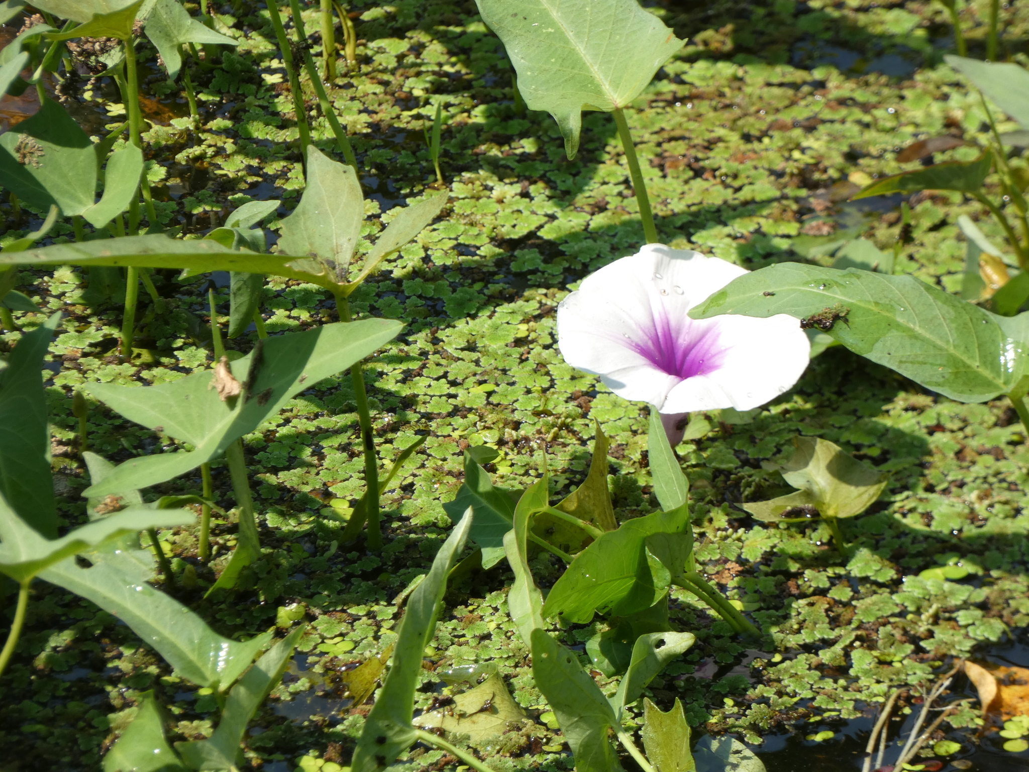 Ipomoea aquatica Forssk.