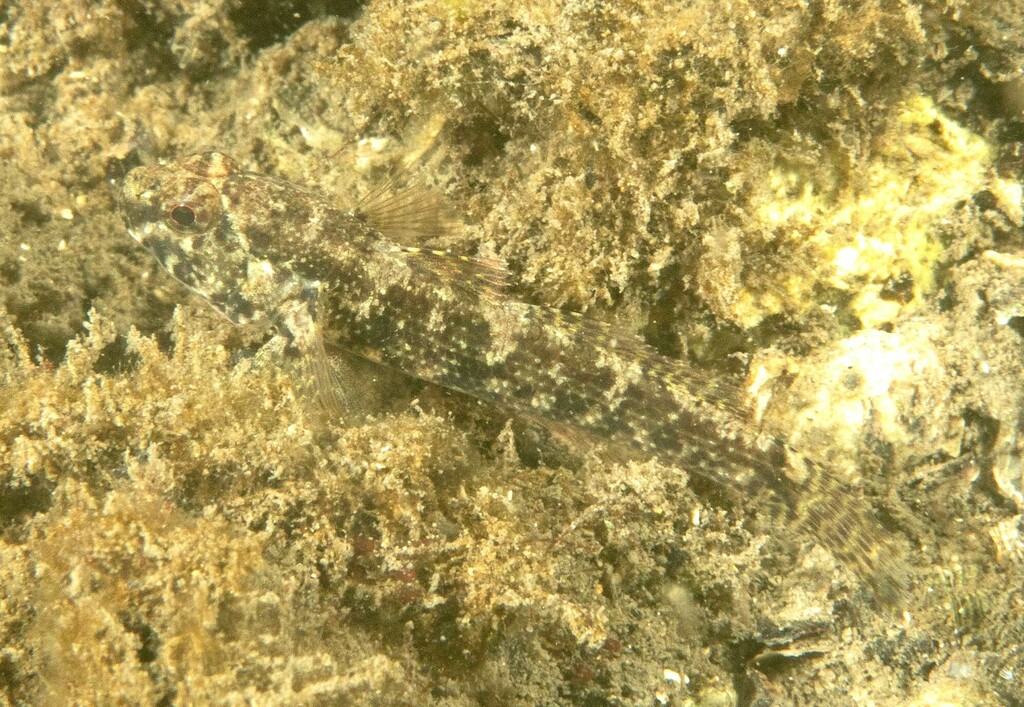 Krefft's Frillgoby from Sydney NSW, Australia on March 14, 2023 by John ...