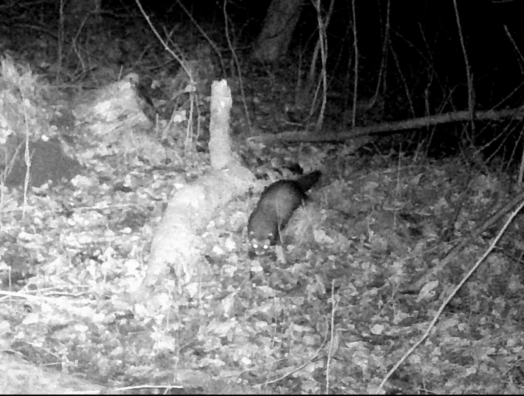 Western Polecat in February 2023 by reddad. Another update from my ...