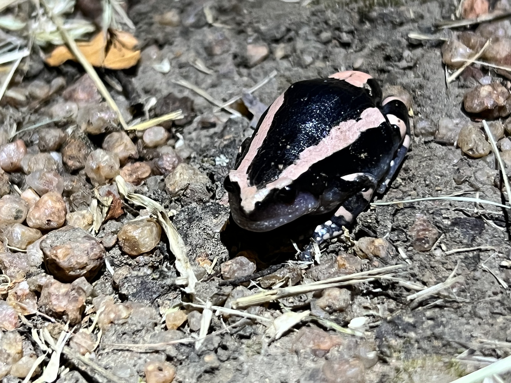 Phrynomantis bifasciatus (Smith, 1847)