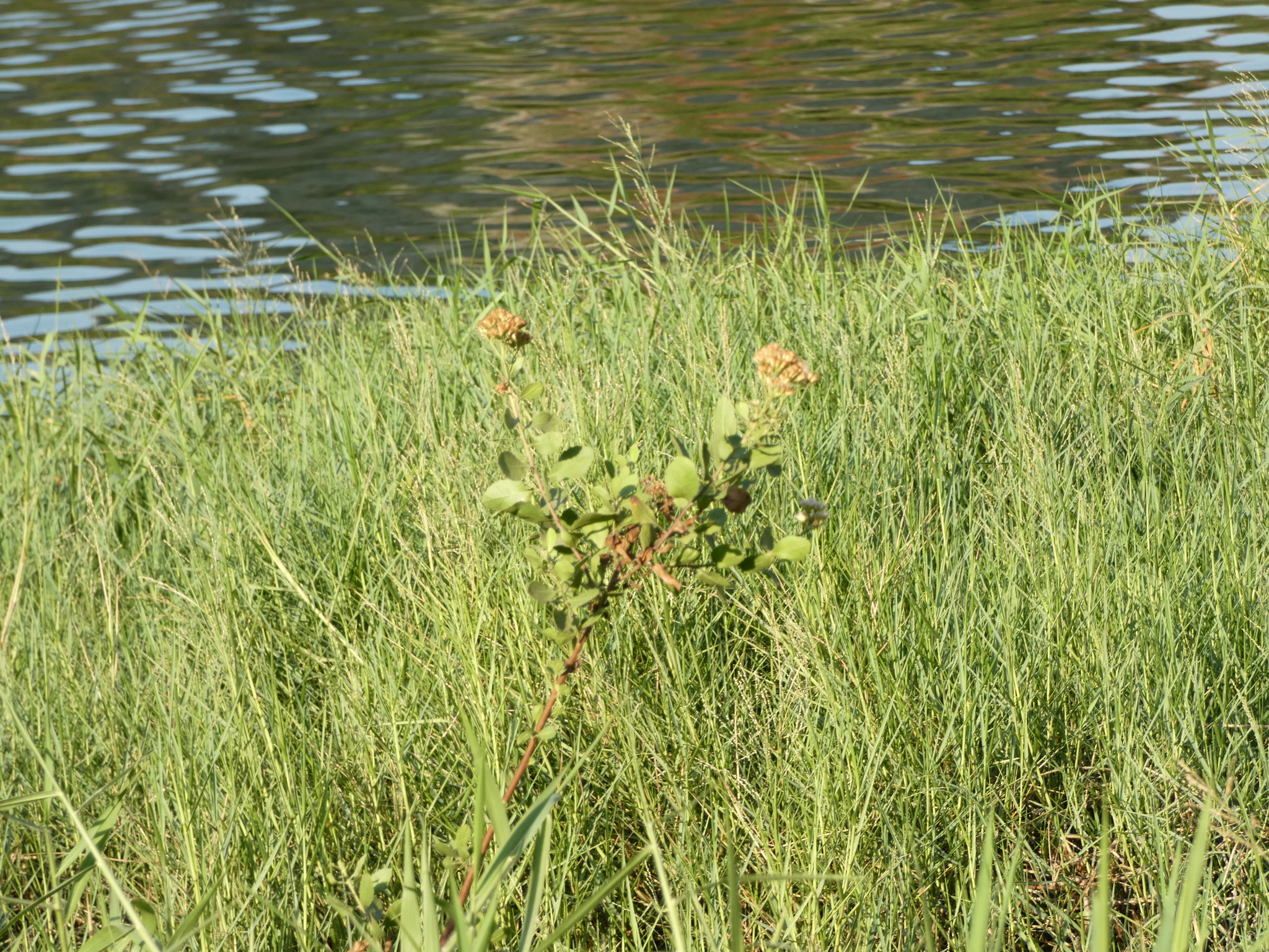 Pluchea indica (L.) Less.