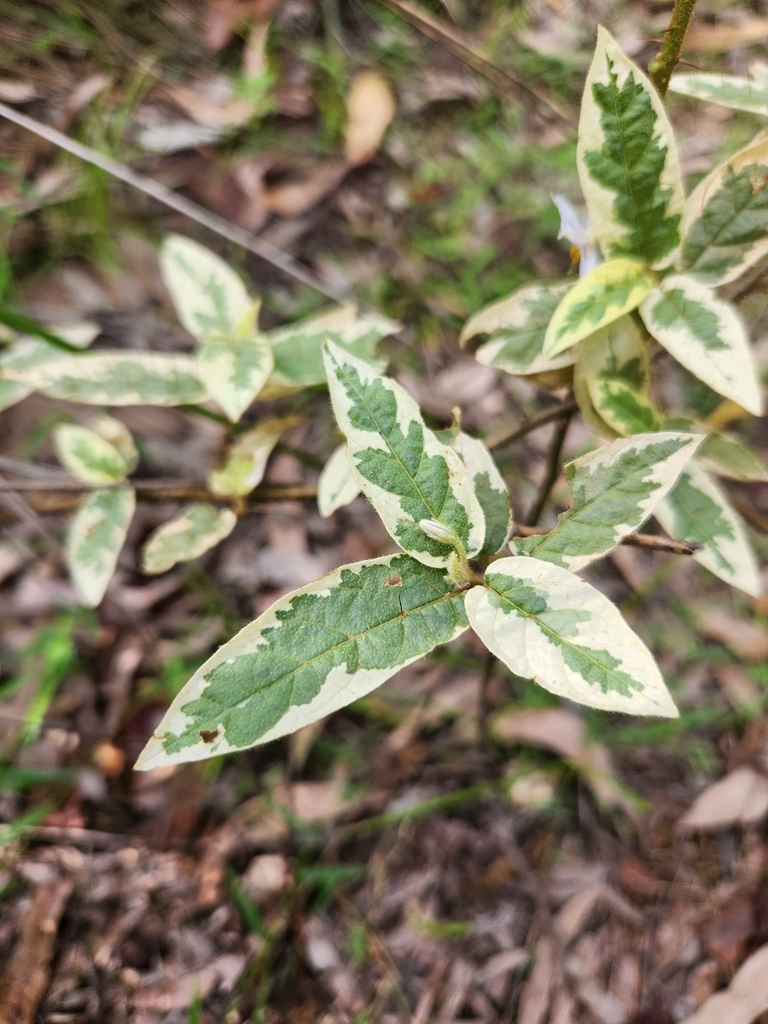devil's needles from Yandaran on March 05, 2023 at 03:18 PM by Mark C ...