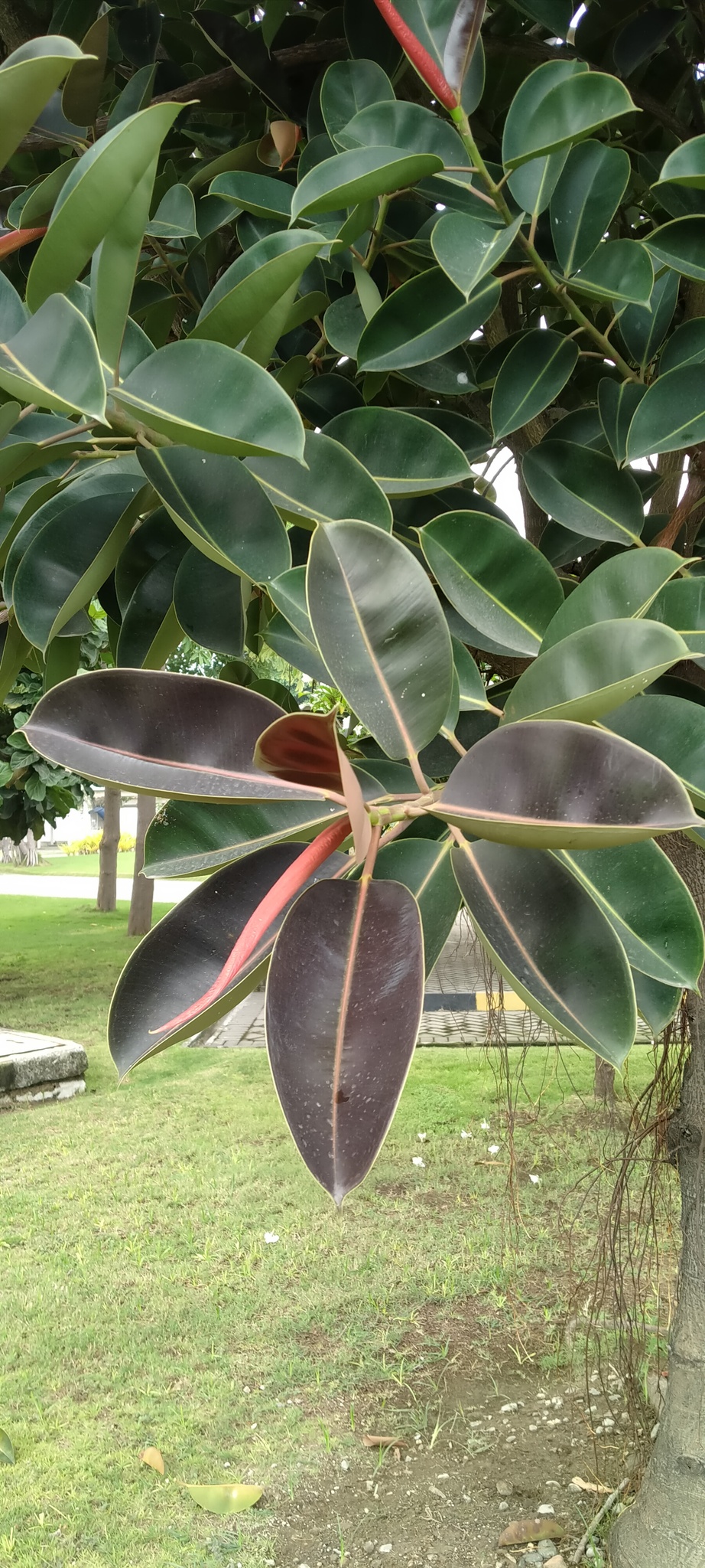 Ficus elastica Roxb.