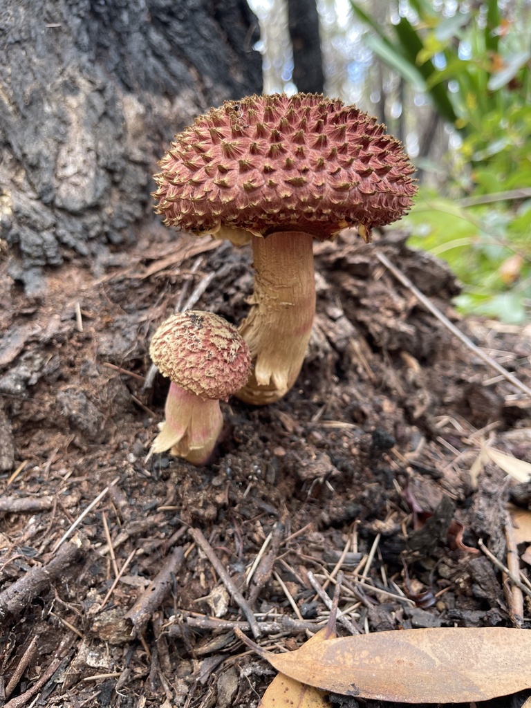 shaggy cap from Dharawal National Park, Darkes Forest, NSW, AU on ...
