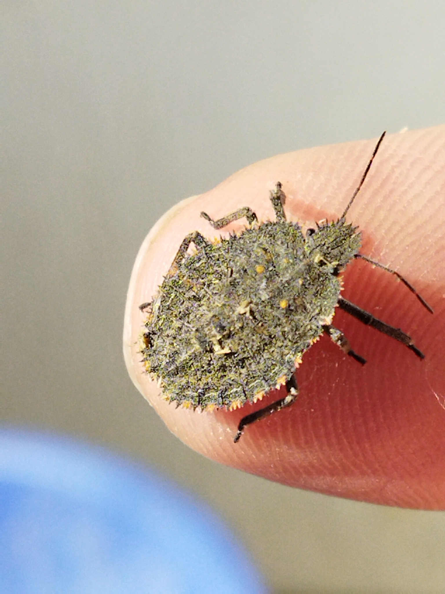 Mustha spinosula (Lefebvre, 1831)