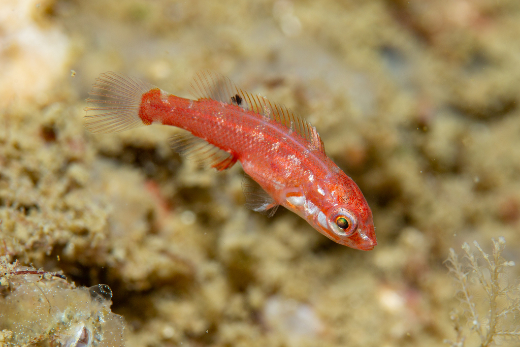 Cunner (Tautogolabrus adspersus) - Marine Life Identification