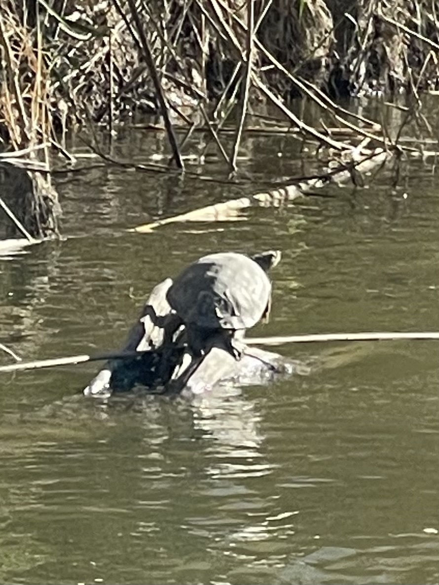 Trachemys gaigeae (Hartweg, 1939)