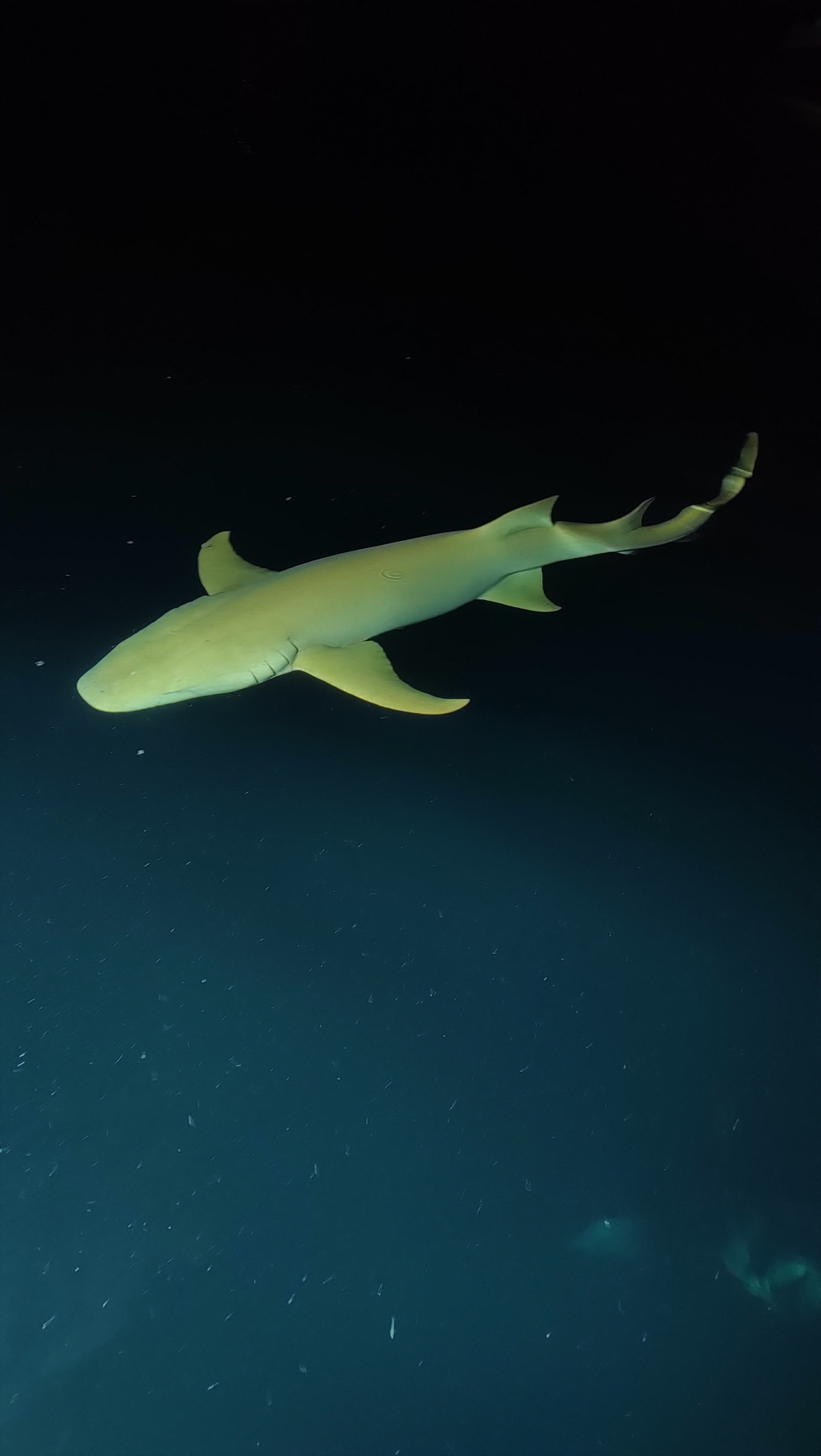 Nebrius ferrugineus (Lesson, 1831)