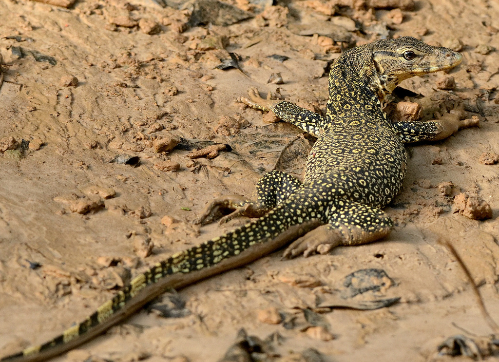 Southeast Asian Water Monitor from Kinabatangan, Sabah, Malaisie on ...