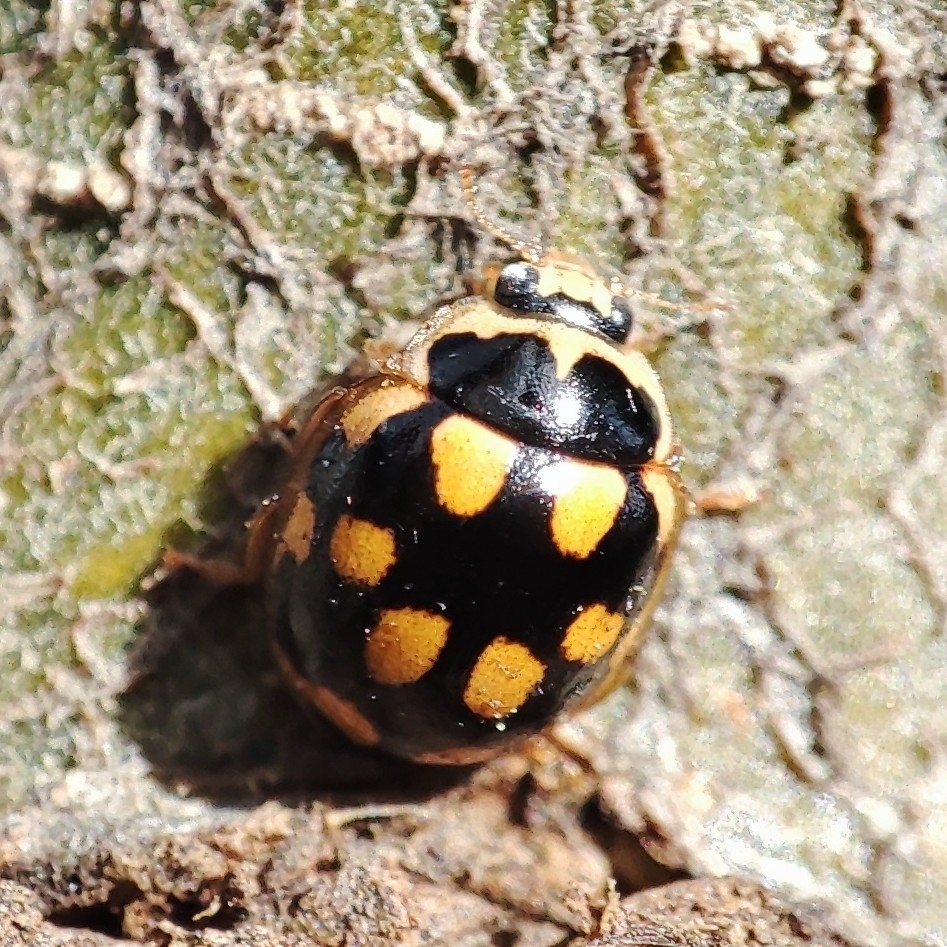 Propylea quatuordecimpunctata (Linnaeus, 1758)