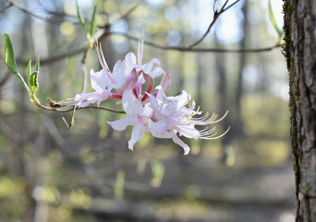 Mountain Azalea from Anna Ruby Falls, Georgia 30571, USA on April 04 ...
