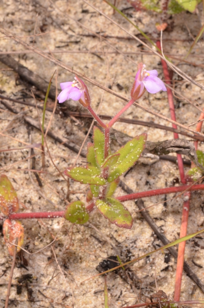 Vandellia from Lệ Thủy, Quảng Bình, Vietnam on March 14, 2023 at 09:49 ...