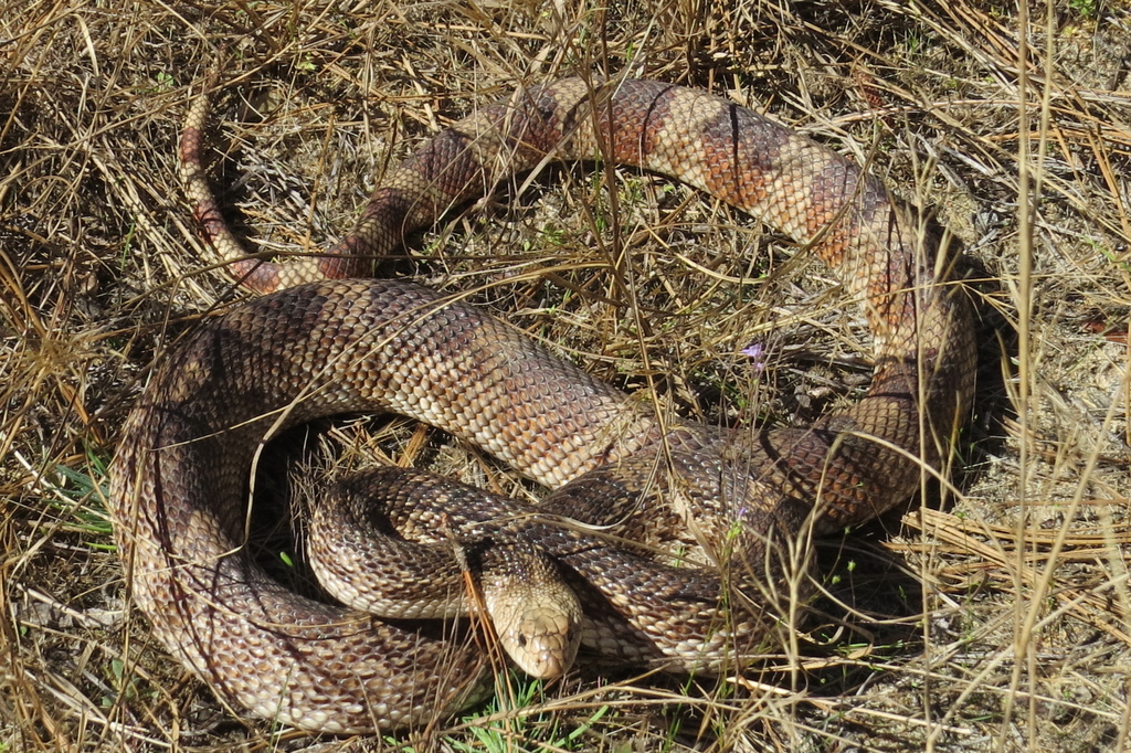 Florida Pine Snake in March 2023 by Kenneth Cox. Observation occurred ...