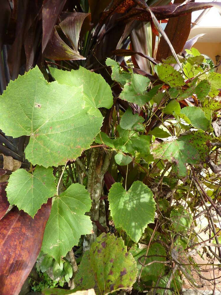Grapevine (Indiana Pesticide Plants) · iNaturalist