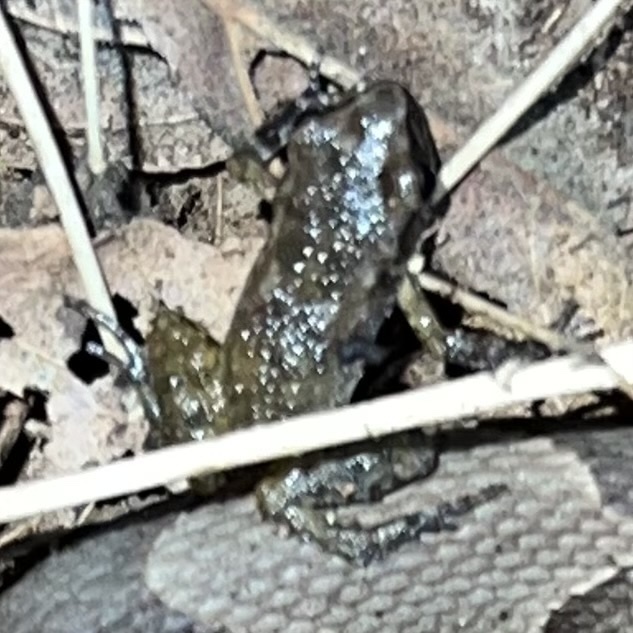 Rio Grande Chirping Frog from Missouri City, TX, US on March 13, 2023 ...