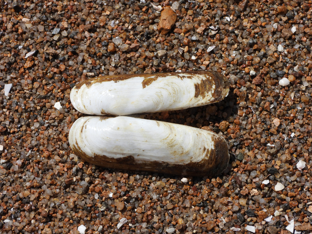Chinese Razor Clam from Licang District, Qingdao, Shandong, China on ...