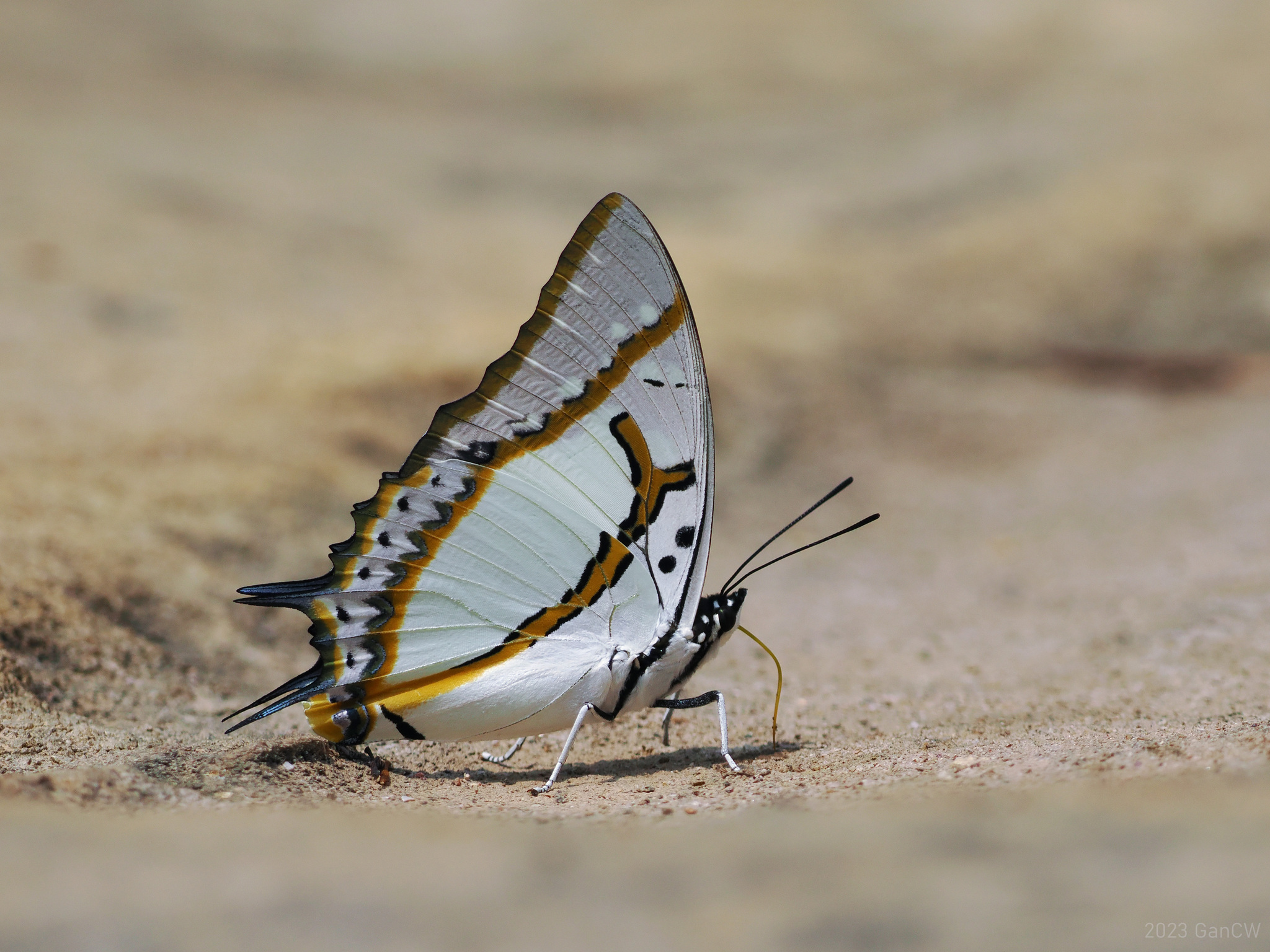 Polyura eudamippus (Doubleday, 1843)