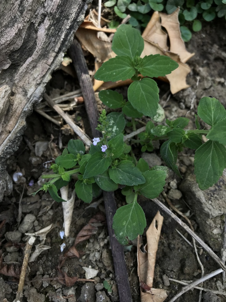Mosla scabra in March 2023 by formosana · iNaturalist