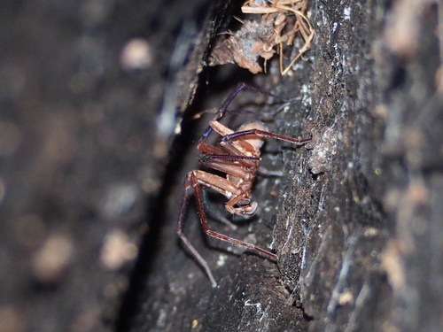 Callobius olympus · iNaturalist