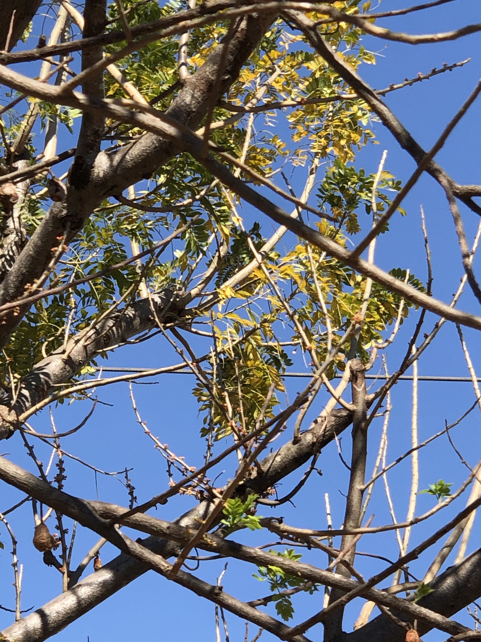 Spondias purpurea L.