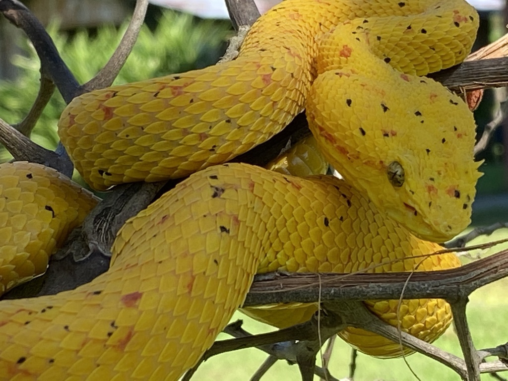 Eyelash Viper in January 2021 by stevethesnakeguy. “Rescued” from ...
