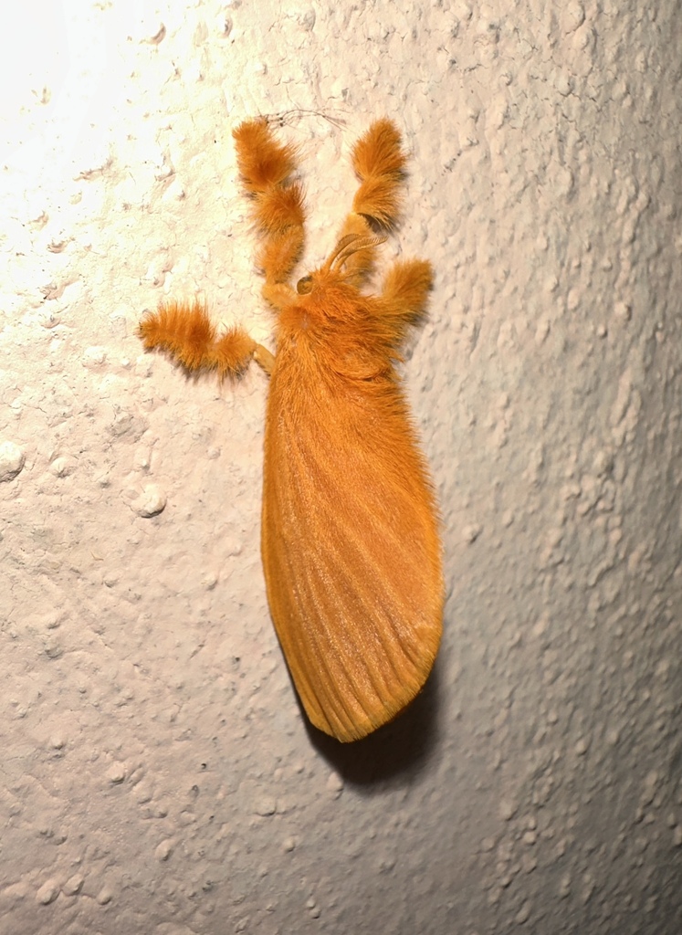 Jewel Caterpillar Moth from San Miguel II, 77666 San Miguel de Cozumel ...