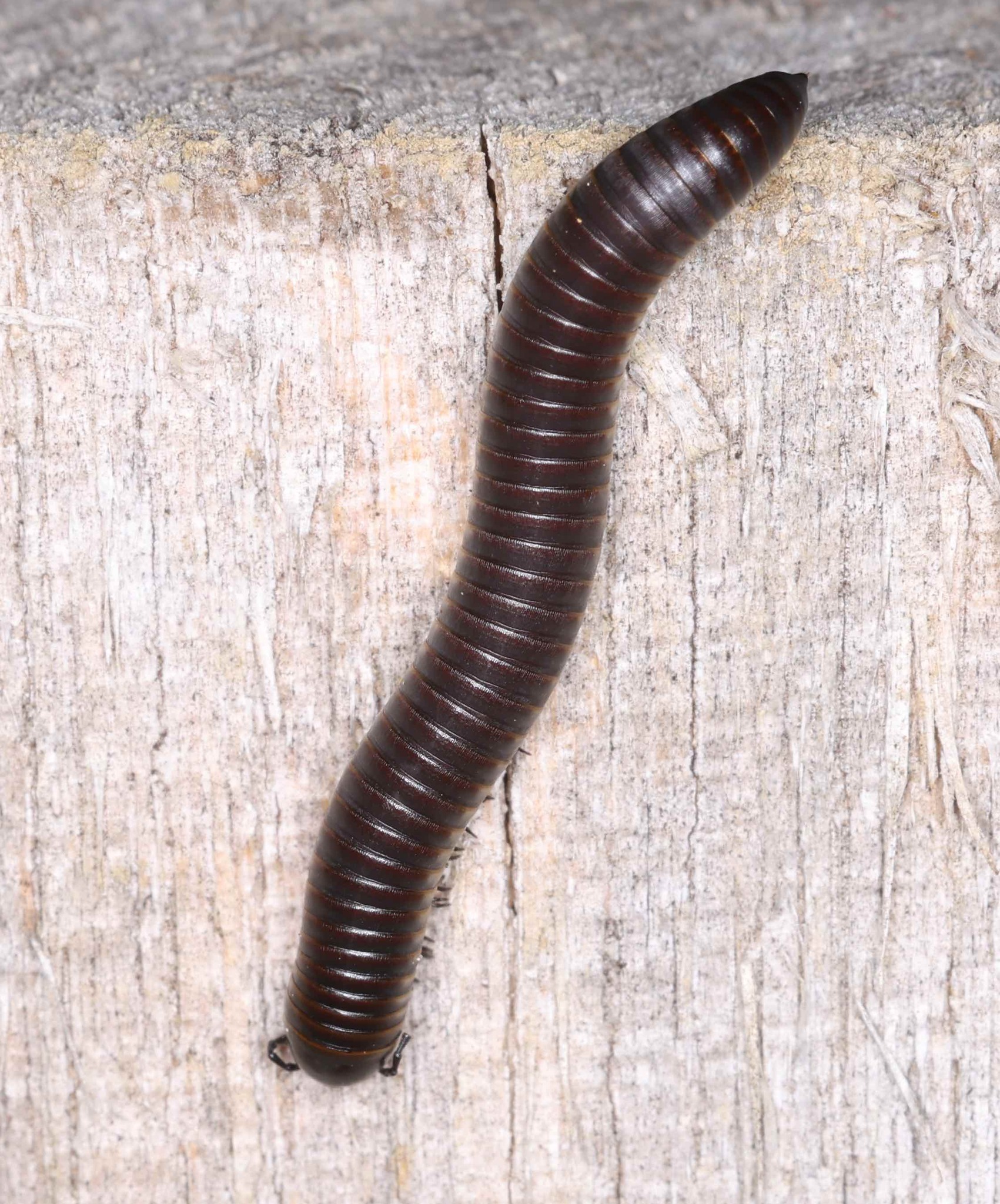 Ommatoiulus rutilans (C.L.Koch, 1847)