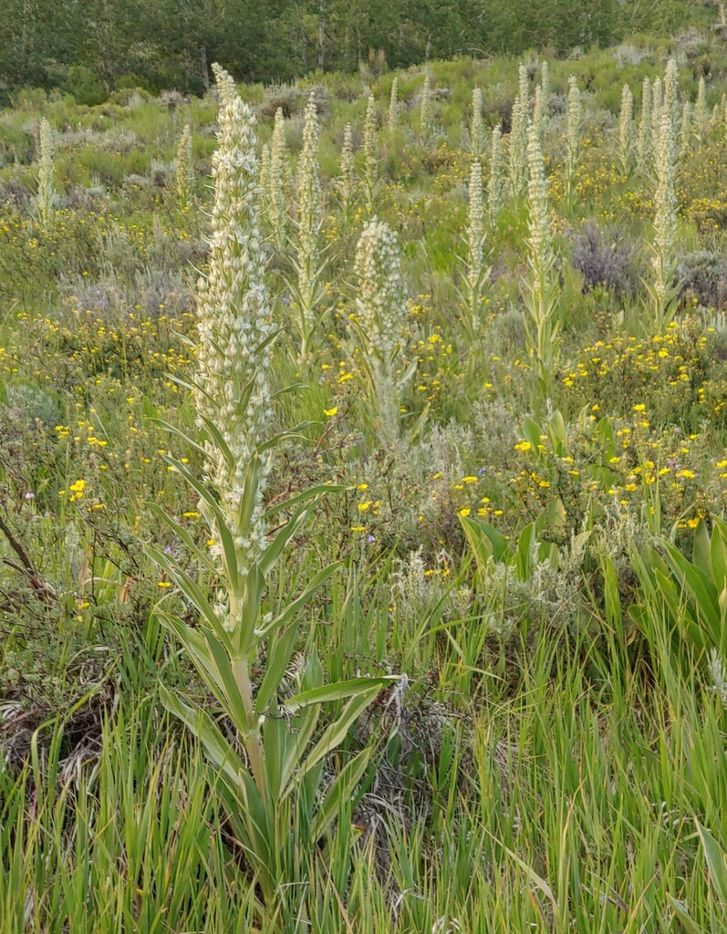 monument plant from Grand County, CO, USA on July 11, 2021 at 07:13 PM ...