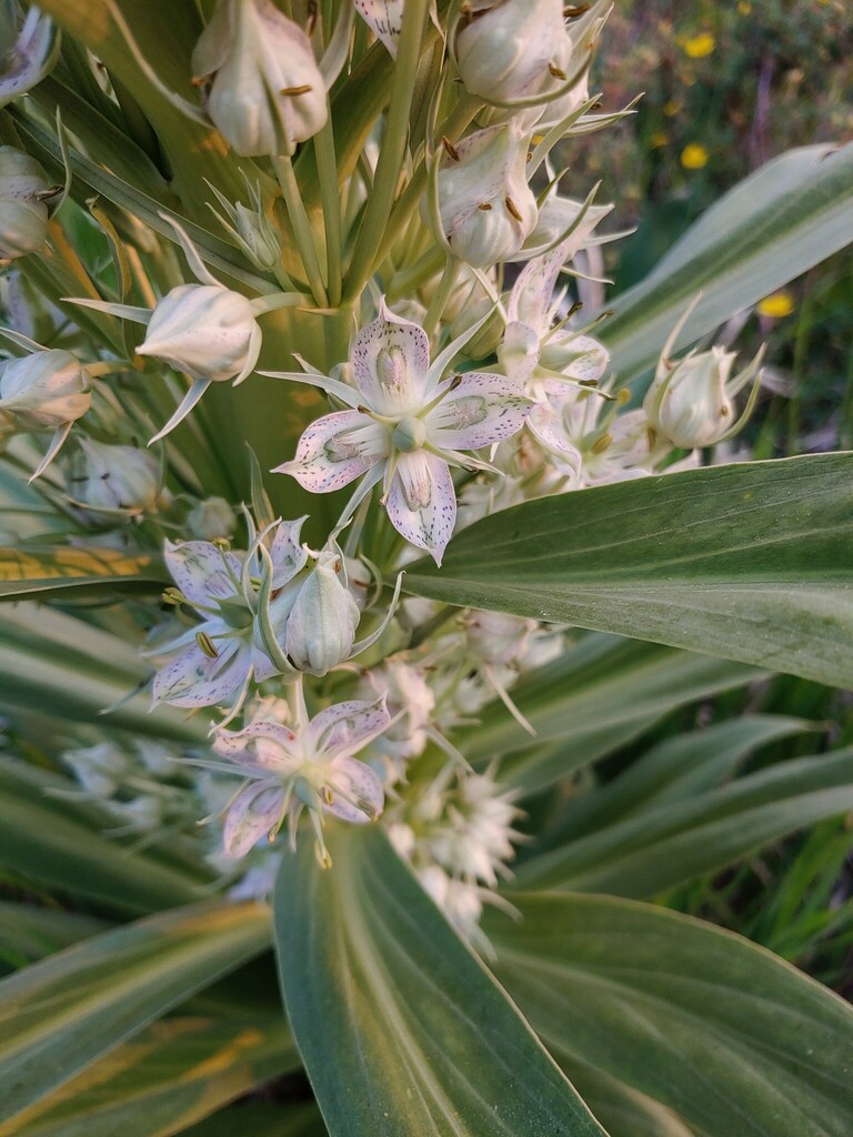 monument plant from Fraser, CO, USA on July 11, 2021 at 07:17 PM by ...
