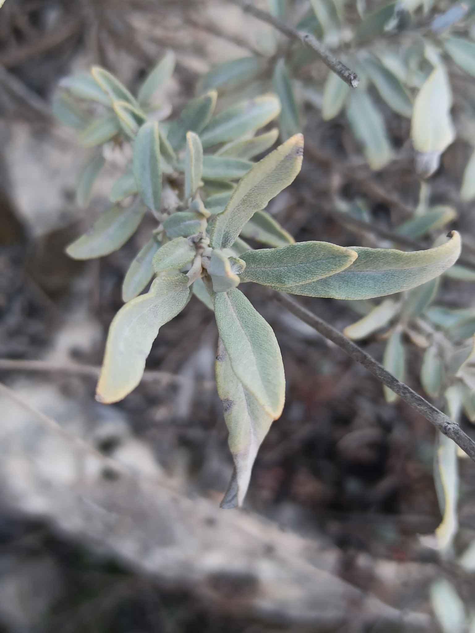 Salvia officinalis L.