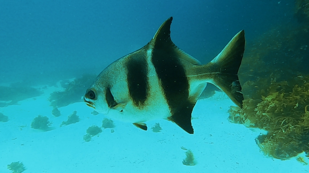Banded Sweep from Rottnest Island on March 12, 2023 at 10:57 AM by ...