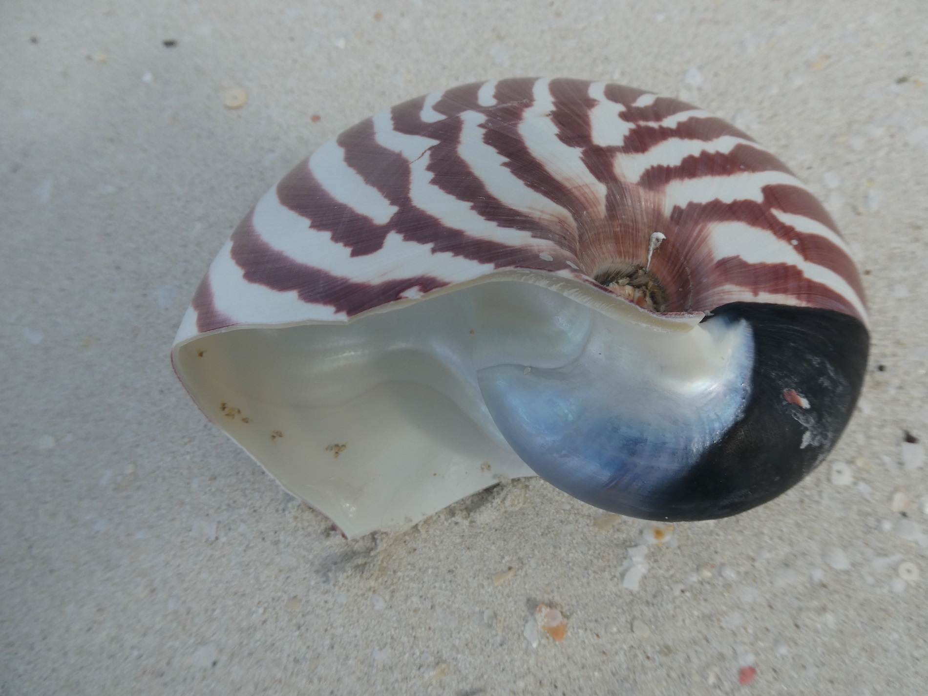 Nautilus Linnaeus, 1758