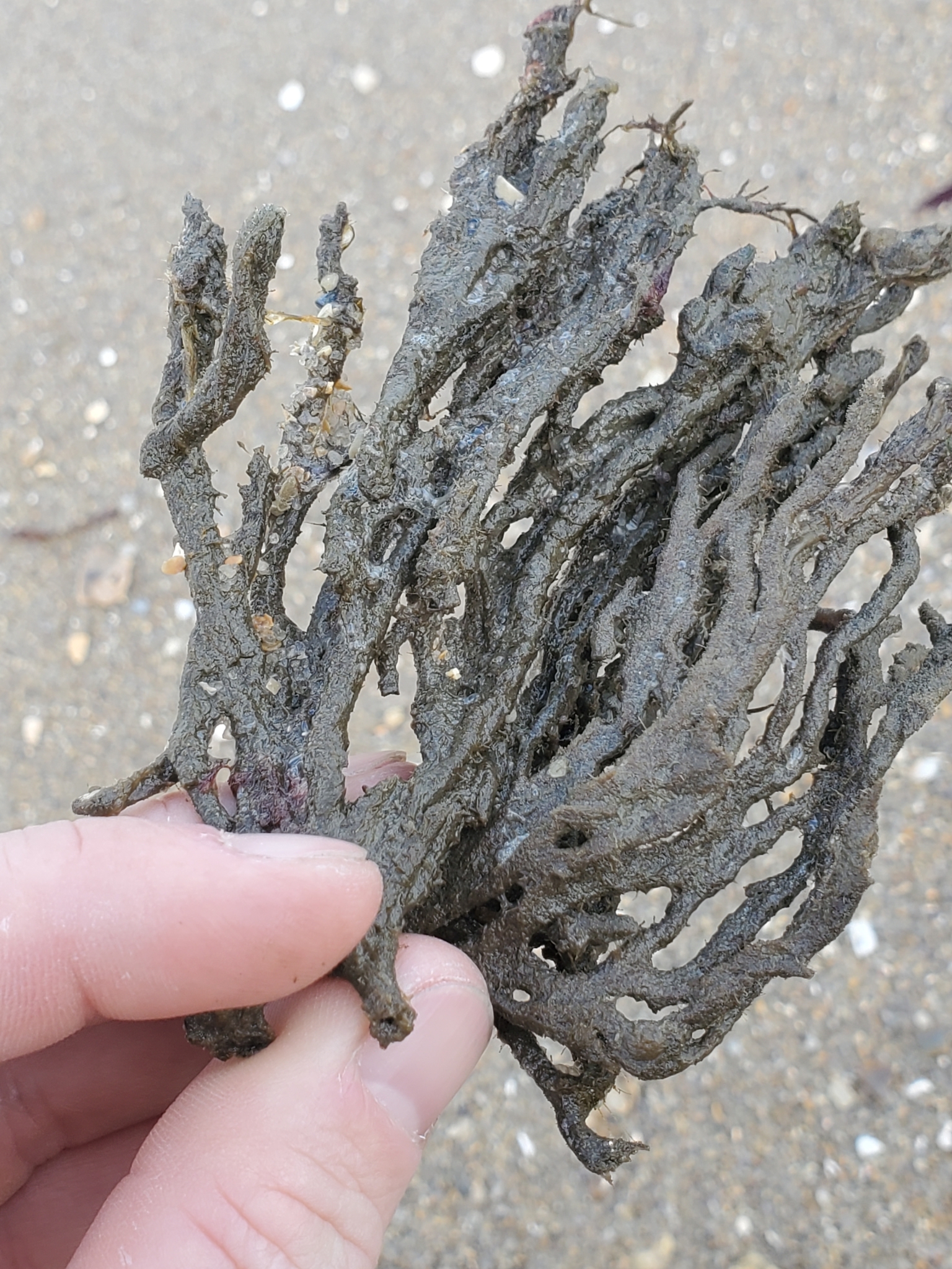 Clathria prolifera (Ellis & Solander, 1786)