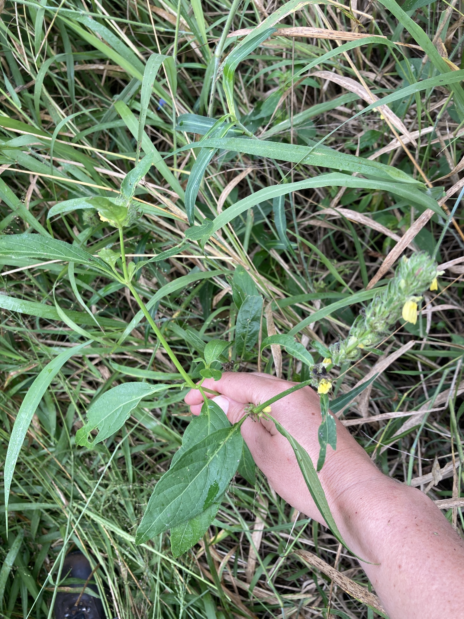 Justicia flava (Forssk.) Vahl