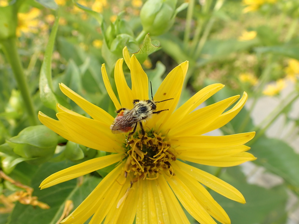 Bumble Bees from Douglasdale, Calgary, AB T2Z, Canada on August 25 ...