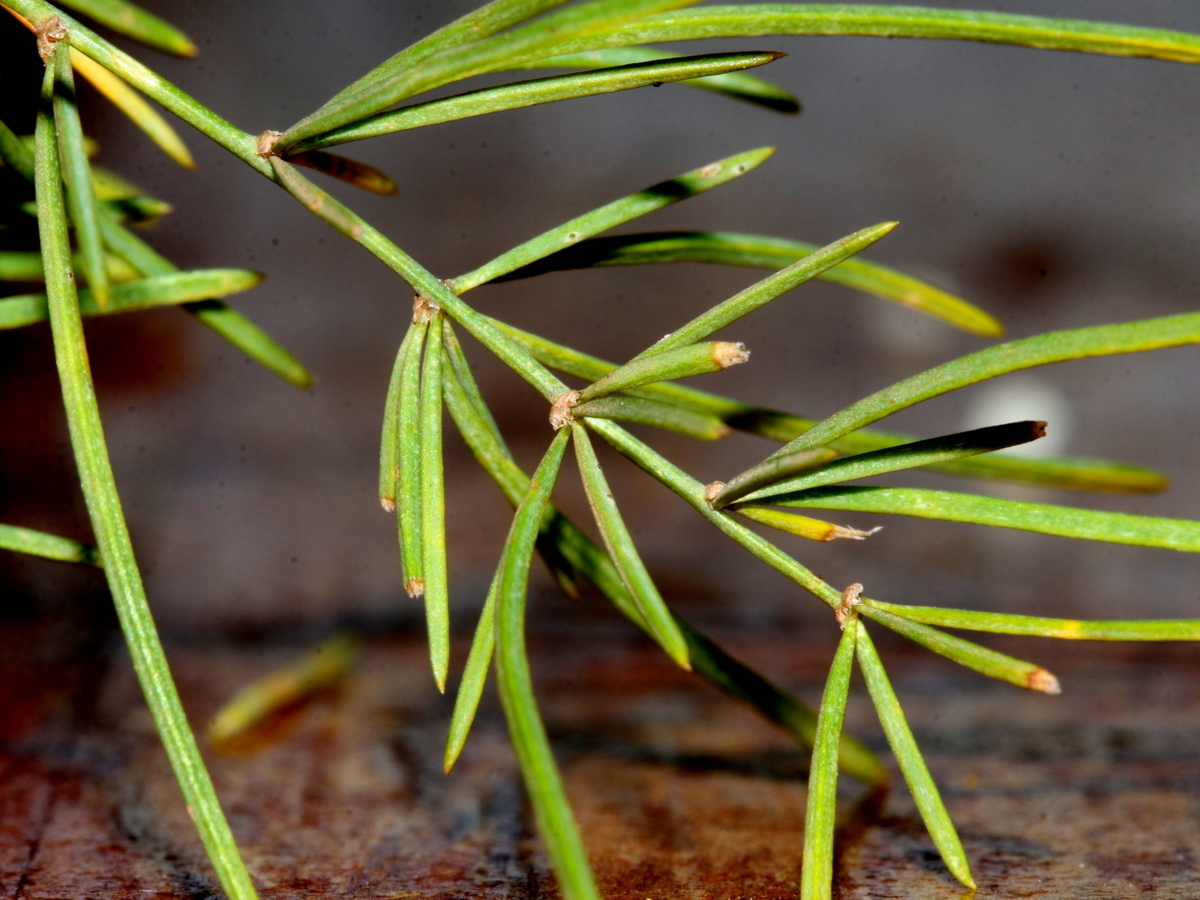 Asparagus racemosus Willd.