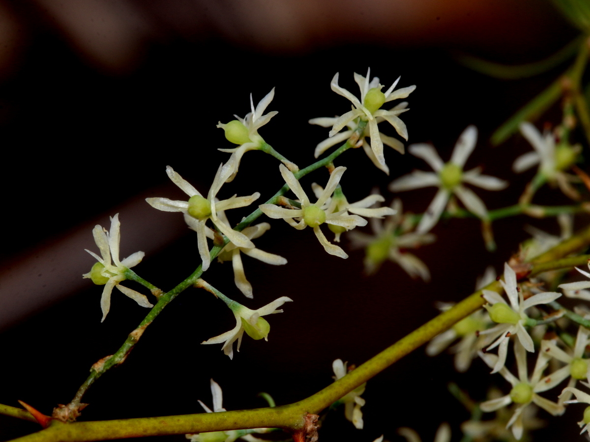 Asparagus racemosus Willd.