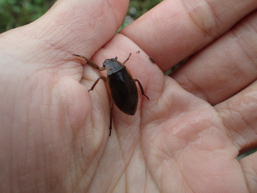 Japanese Giant Water Bug in October 2022 by hakkahamushi · iNaturalist